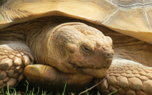 Why is my tortoise always sleeping? - ExoticDirect