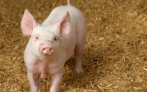 10 Fun Facts About Micropigs - ExoticDirect