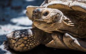Tortoise respiratory infection - ExoticDirect