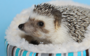 Pygmy hedgehog setup - ExoticDirect