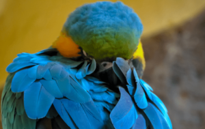 Parrots and sleeping - ExoticDirect