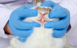 Tackling rabbit dental problems - ExoticDirect