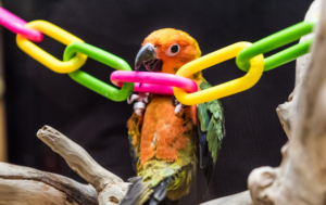 10 Ideas for homemade parrot toys - ExoticDirect