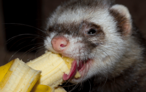 What do ferrets eat? The best food for your ferret and the worst ...