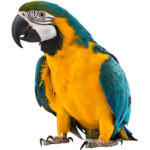 ExoticDirect | The UK's Top Exotic Pet Insurance Provider