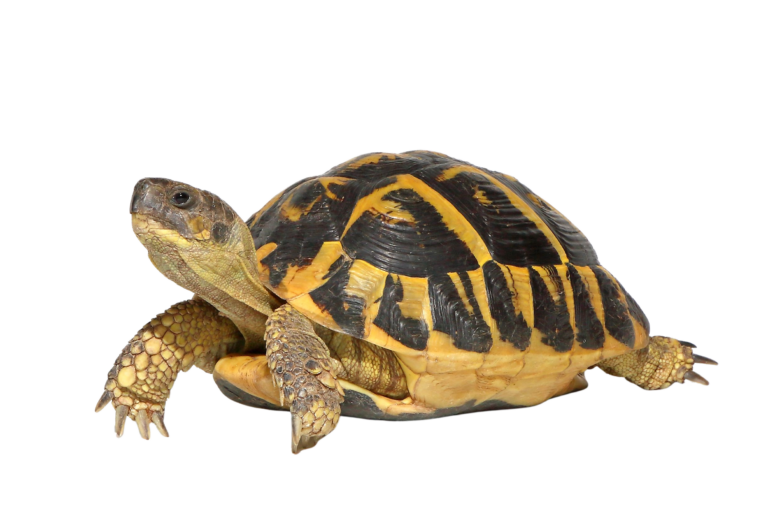 ExoticDirect | The UK's Top Exotic Pet Insurance Provider