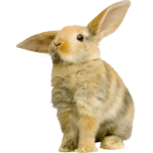 ExoticDirect | The UK's Top Exotic Pet Insurance Provider