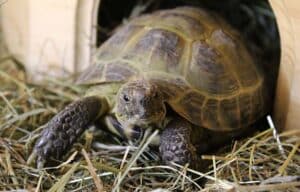 How do I hibernate my tortoise? A tortoise hibernation guide - ExoticDirect